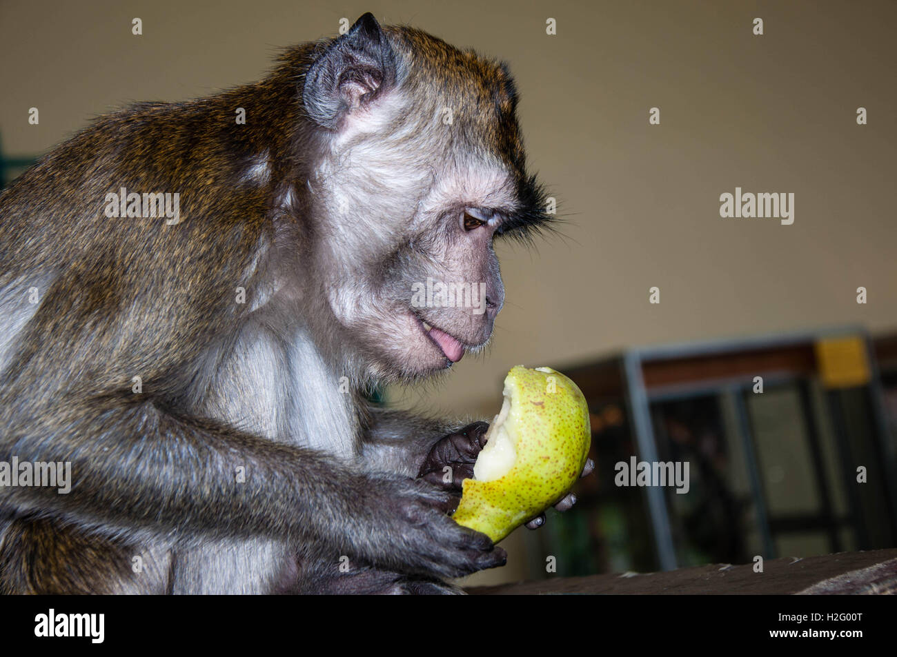 Monkey for breakfast eats ripe and juicy PEAR Stock Photo - Alamy