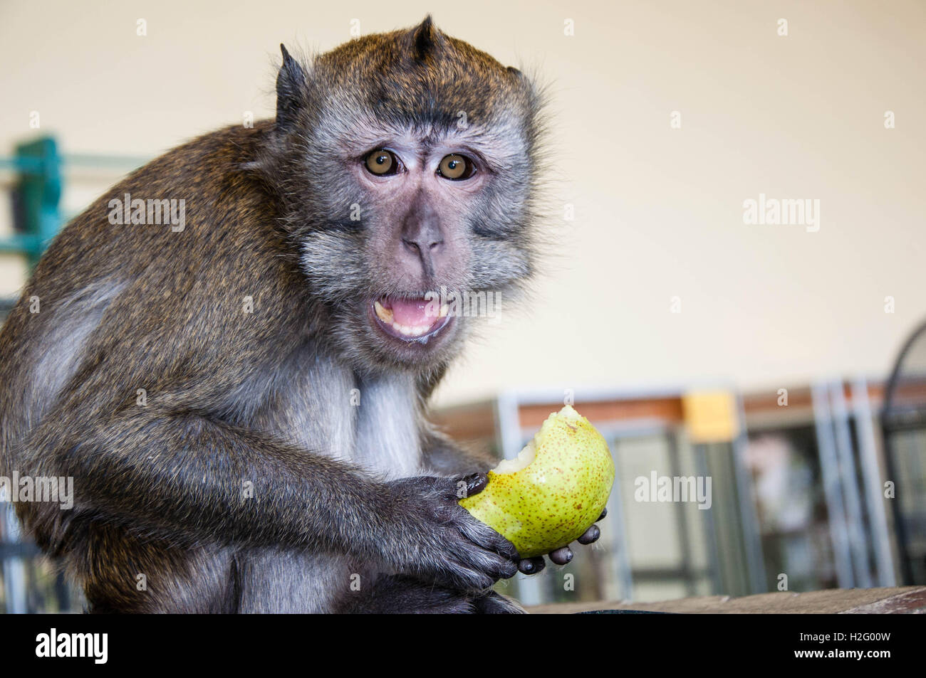 Monkey for breakfast eats ripe and juicy PEAR Stock Photo - Alamy