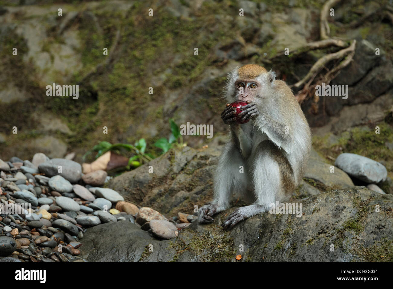 A Long-tailed Macaque eating fruit retrieved from the river after ...