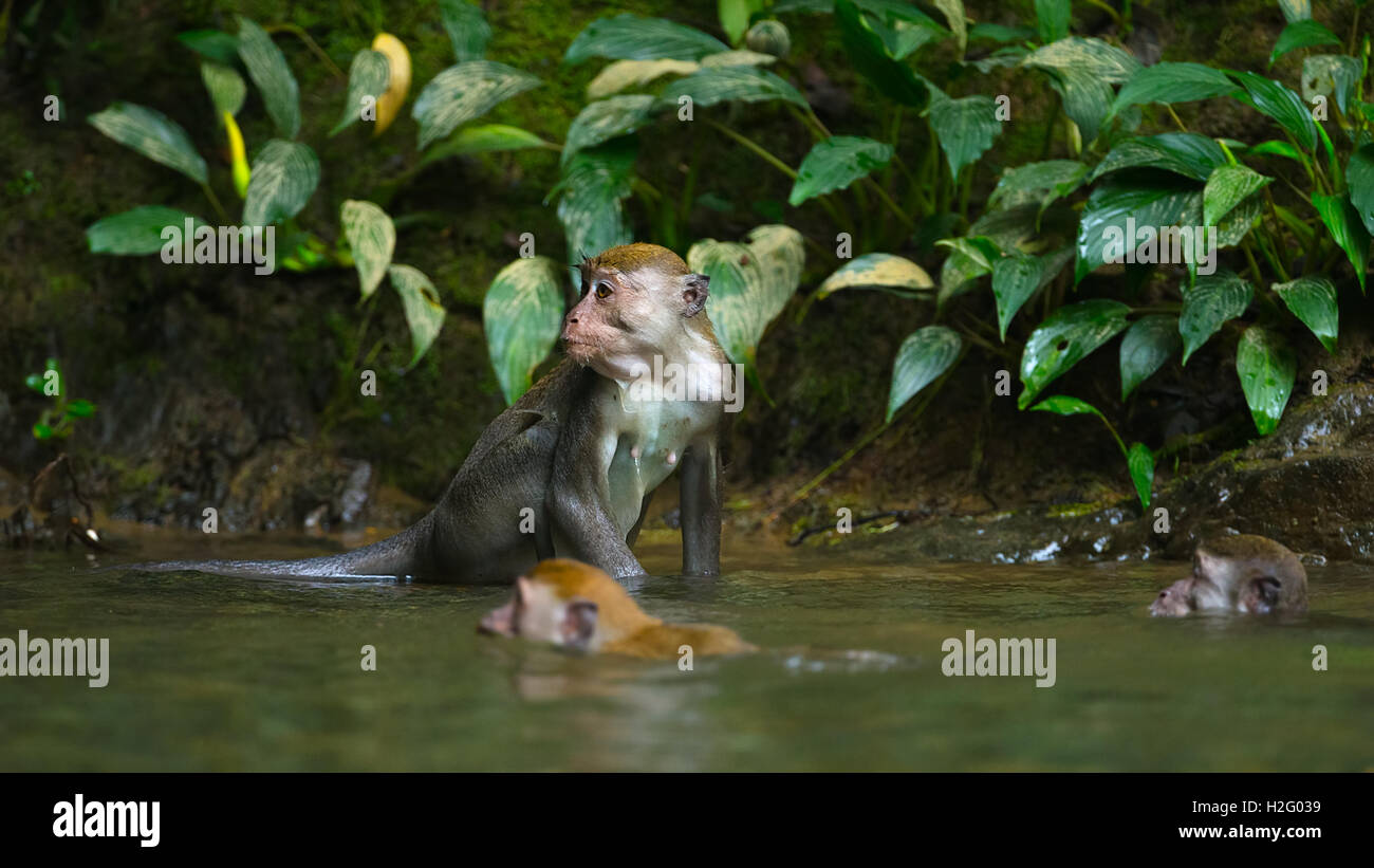 Long-tailed Macaques (Macaca fascicularis) swimming and playing in the ...