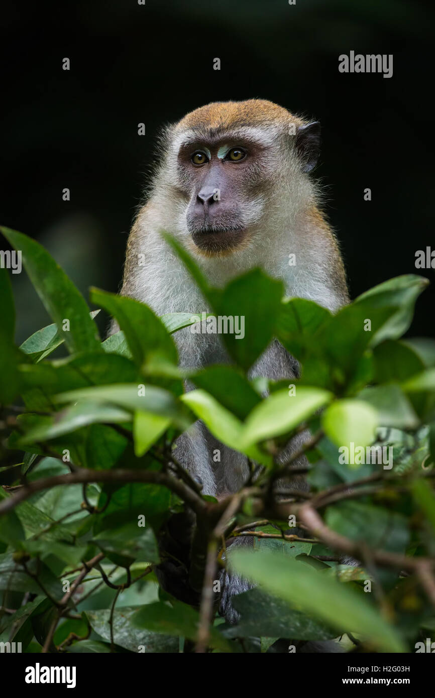 A long-tailed macaque (Macaca fascicularis) sitting in a tree ...