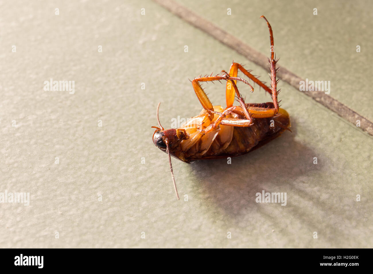 Cockroaches infestation hi-res stock photography and images - Alamy