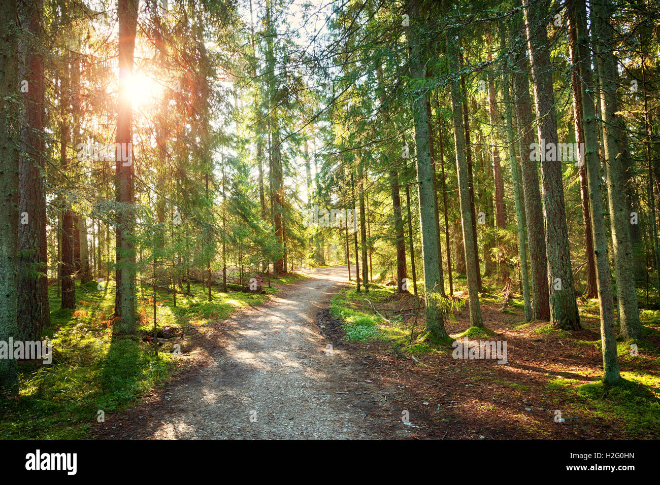 Lahemaa national park forest Stock Photo - Alamy