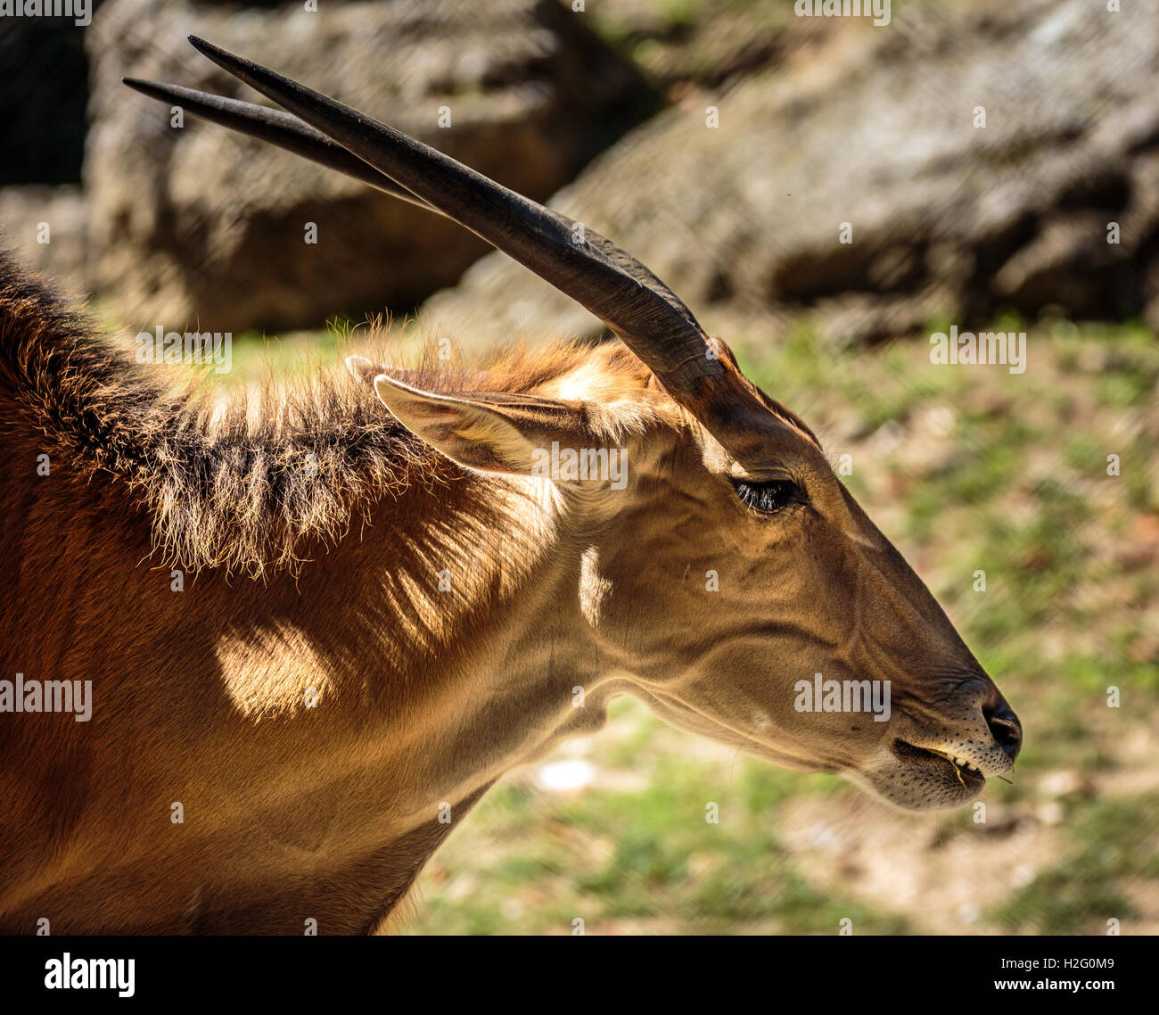 Antelope with huge horns hi-res stock photography and images - Alamy