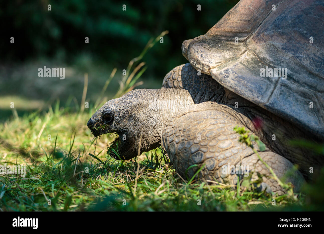 Profile closeup of a giant Galapagos turtle grazing Stock Photo - Alamy