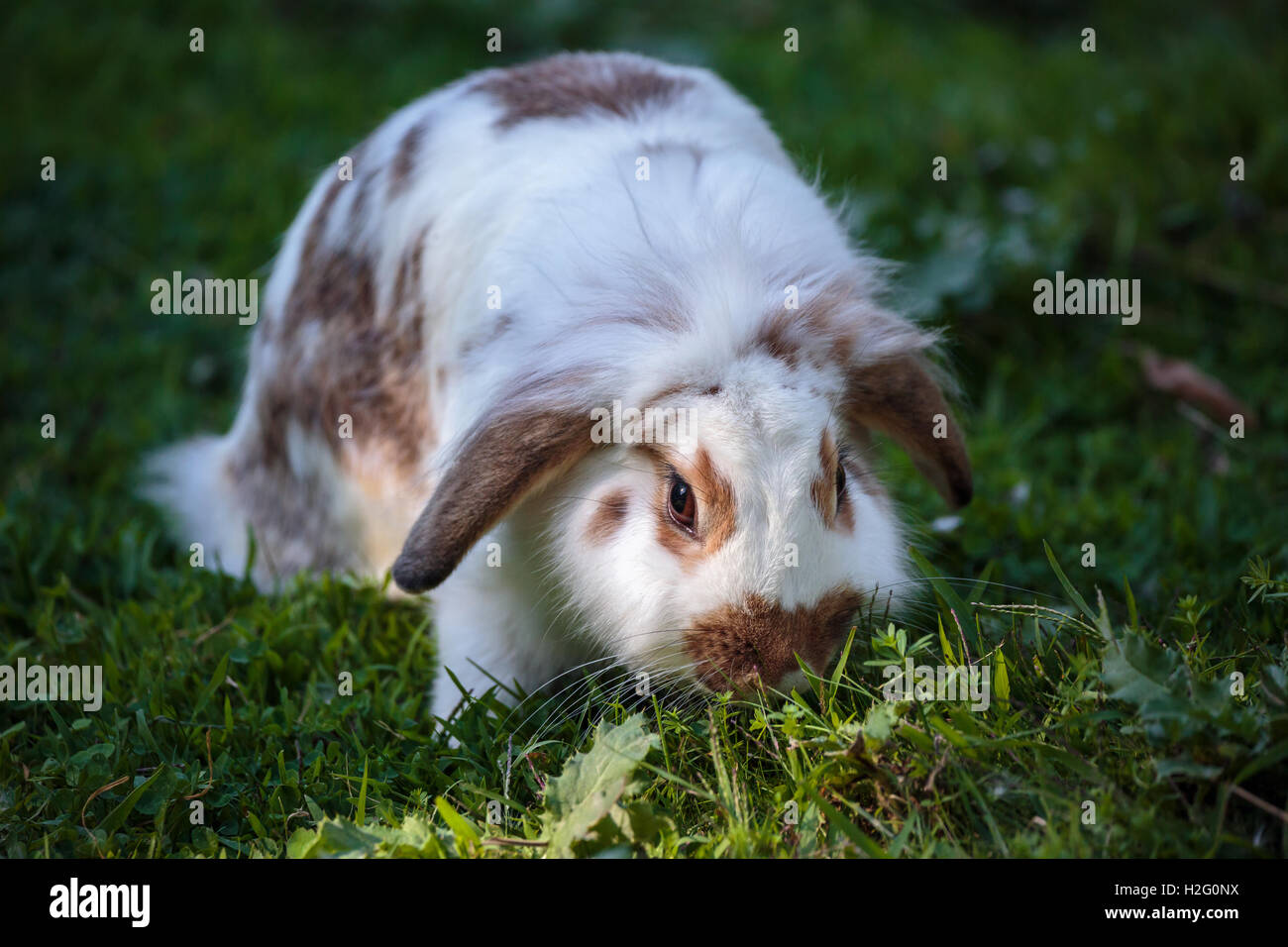 Spotted rabbit hi-res stock photography and images - Alamy
