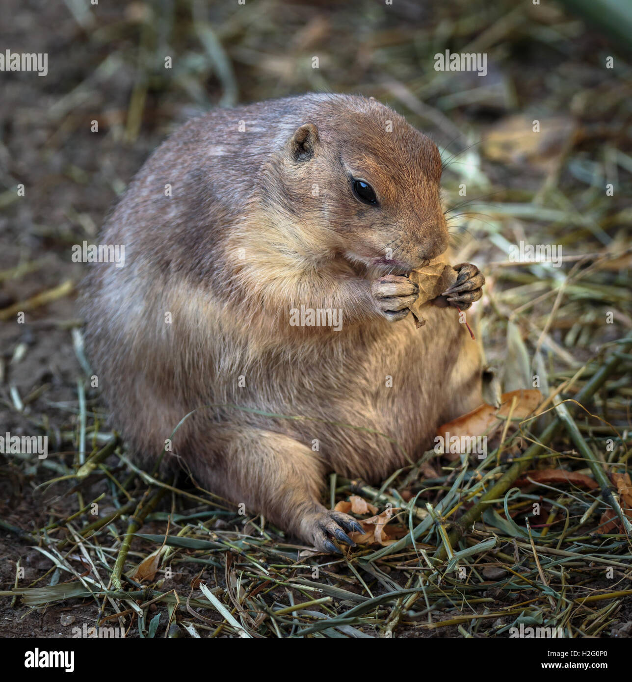 Fat prairie dog hi-res stock photography and images - Alamy