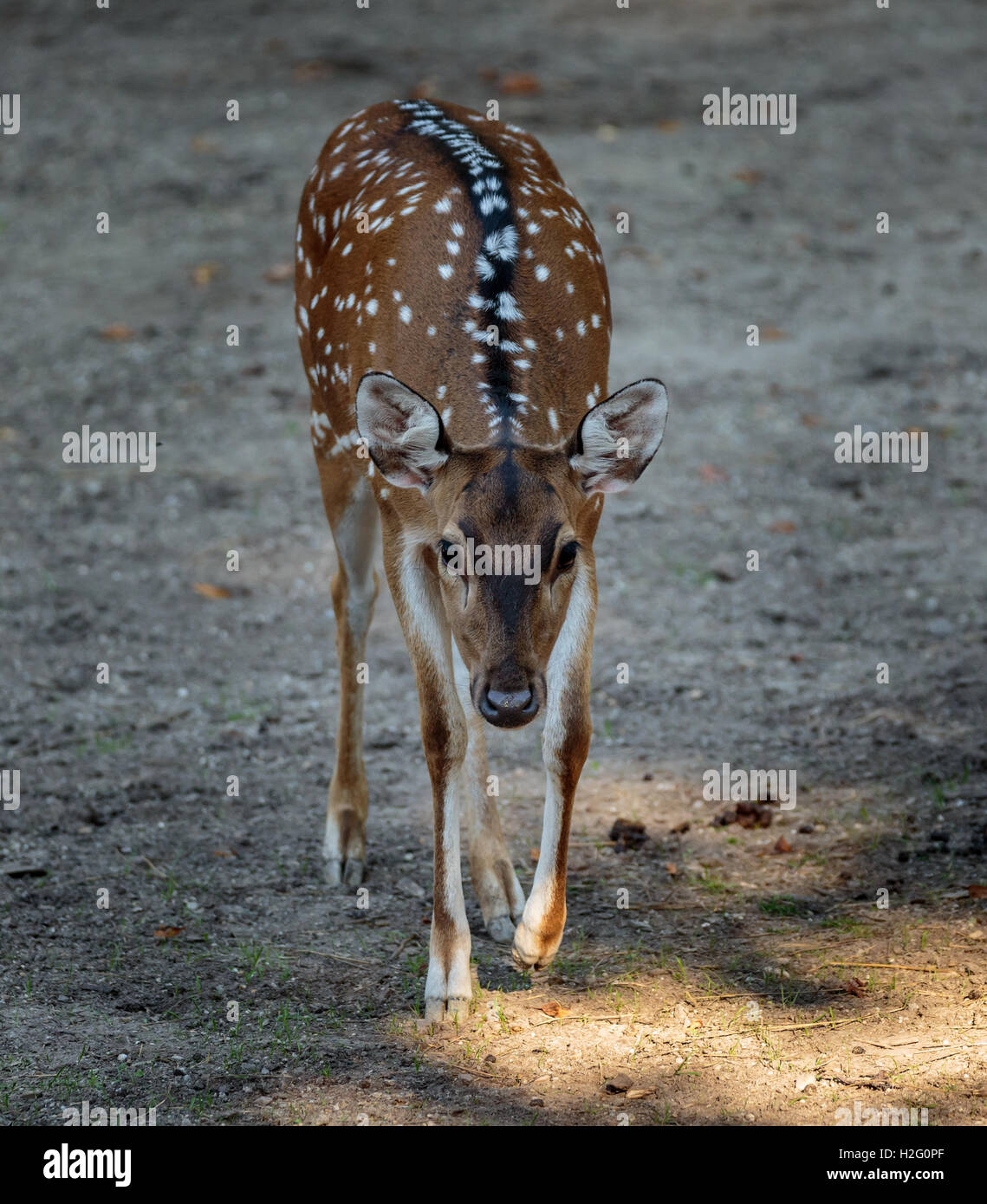 Female axis deer doe and fawn hi-res stock photography and images - Alamy