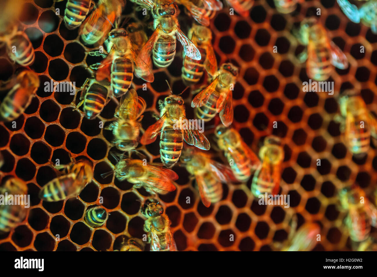Crowded cell hi-res stock photography and images - Alamy