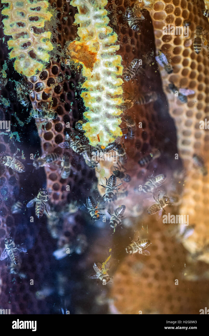 Worker bees golden brown hi-res stock photography and images - Alamy