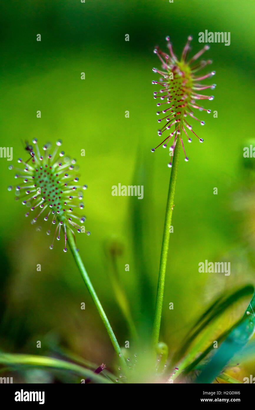 Closeup of carnivorous Sundew flower with selective focus Stock Photo ...