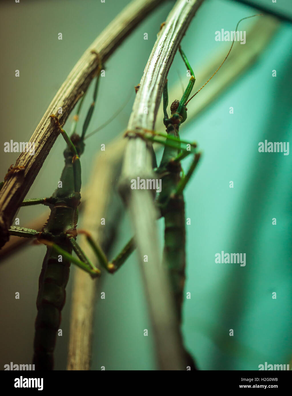 Neotropical orthoptera phasmid rainforest hi-res stock photography and ...