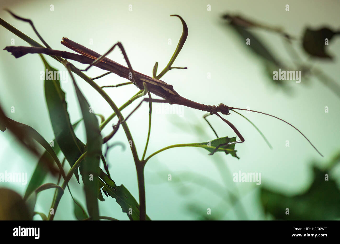 Ecuador stick insect hi-res stock photography and images - Alamy