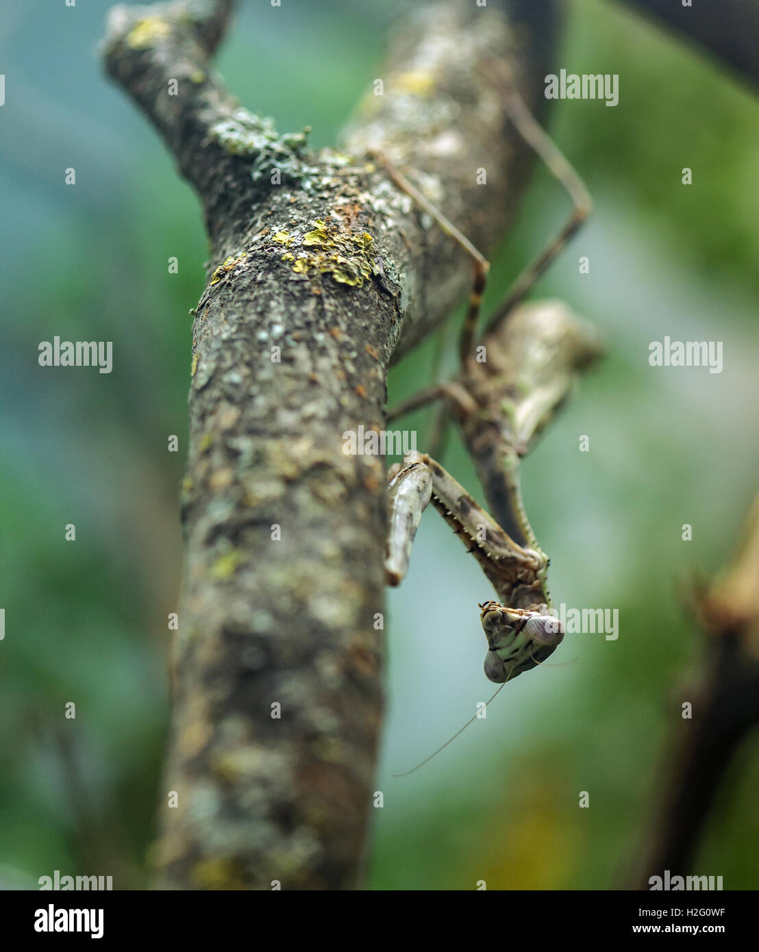 Camouflaged praying mantis hi-res stock photography and images - Alamy