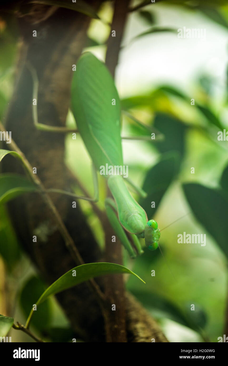 Camouflaged praying mantis hi-res stock photography and images - Alamy