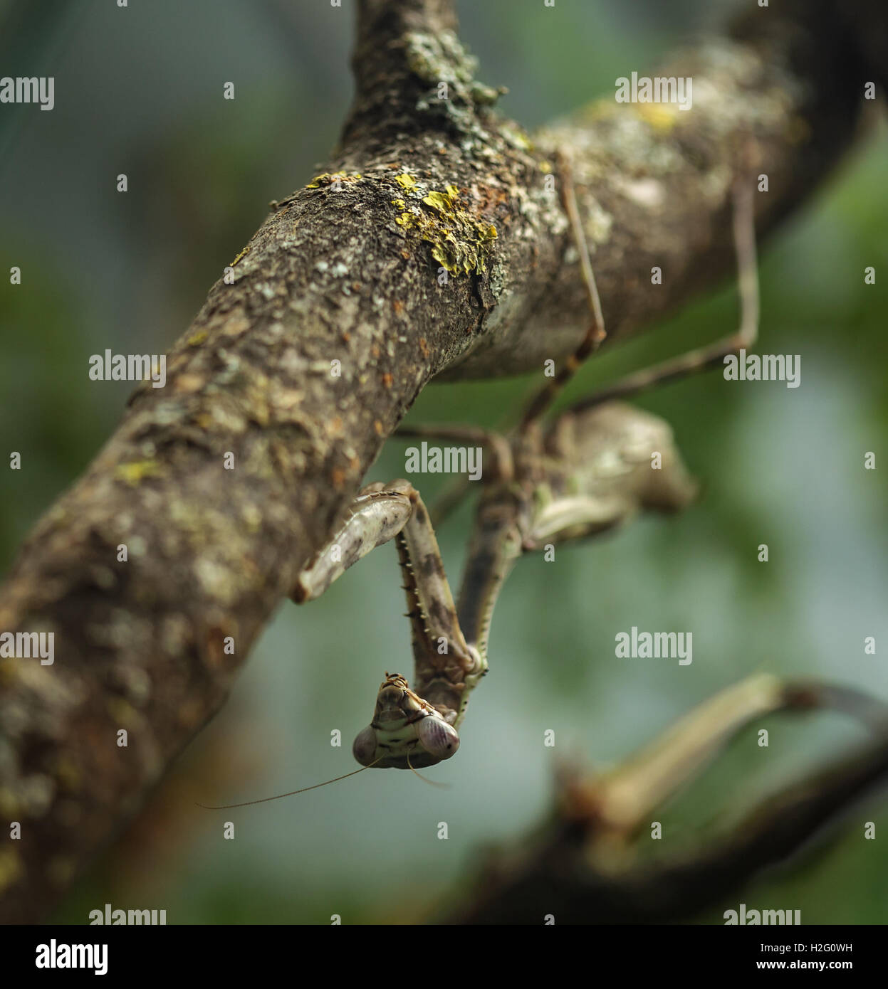 Camouflaged praying mantis hi-res stock photography and images - Alamy