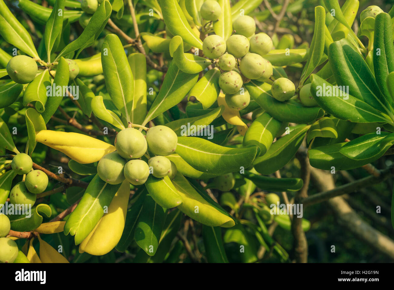 Oleaster shrub with olive like fruit, common live fencing plant on ...
