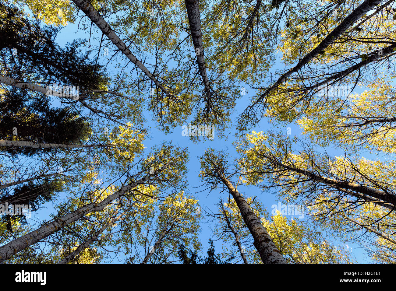 Tree crowns and blue sky Stock Photo - Alamy