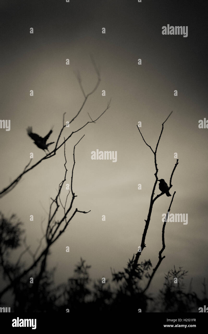Two birds and dark silhouette of tree. Moody and ominous nature scene ...