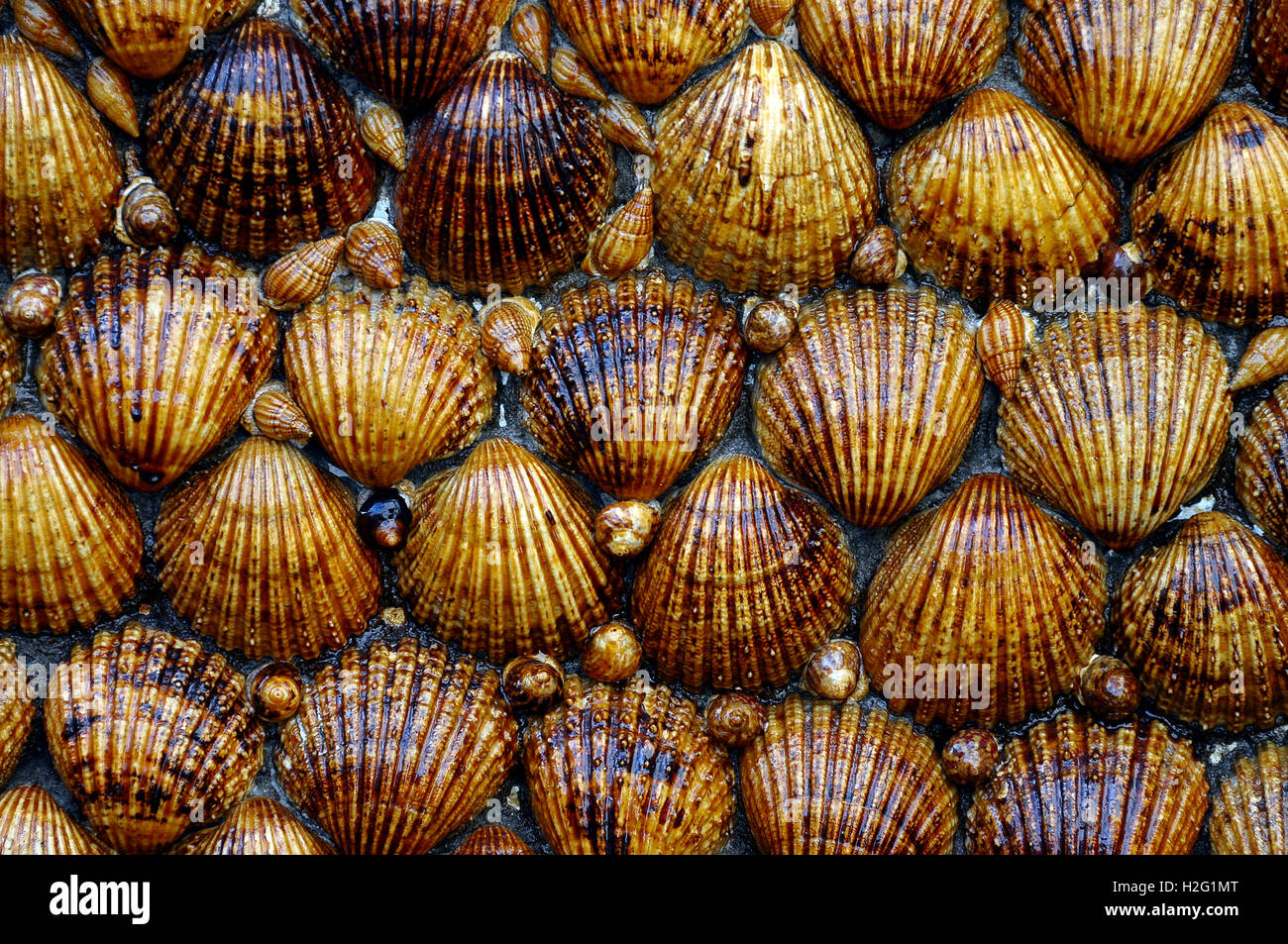 Covering of shells hi-res stock photography and images - Alamy
