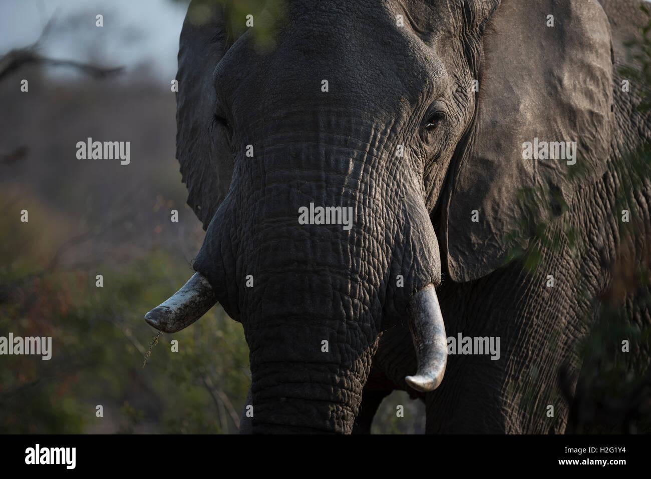 Elephant bull portrait Stock Photo - Alamy