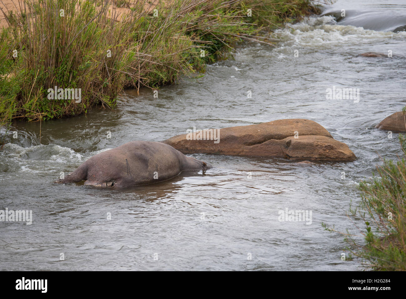 Dead animal, drought hi-res stock photography and images - Alamy
