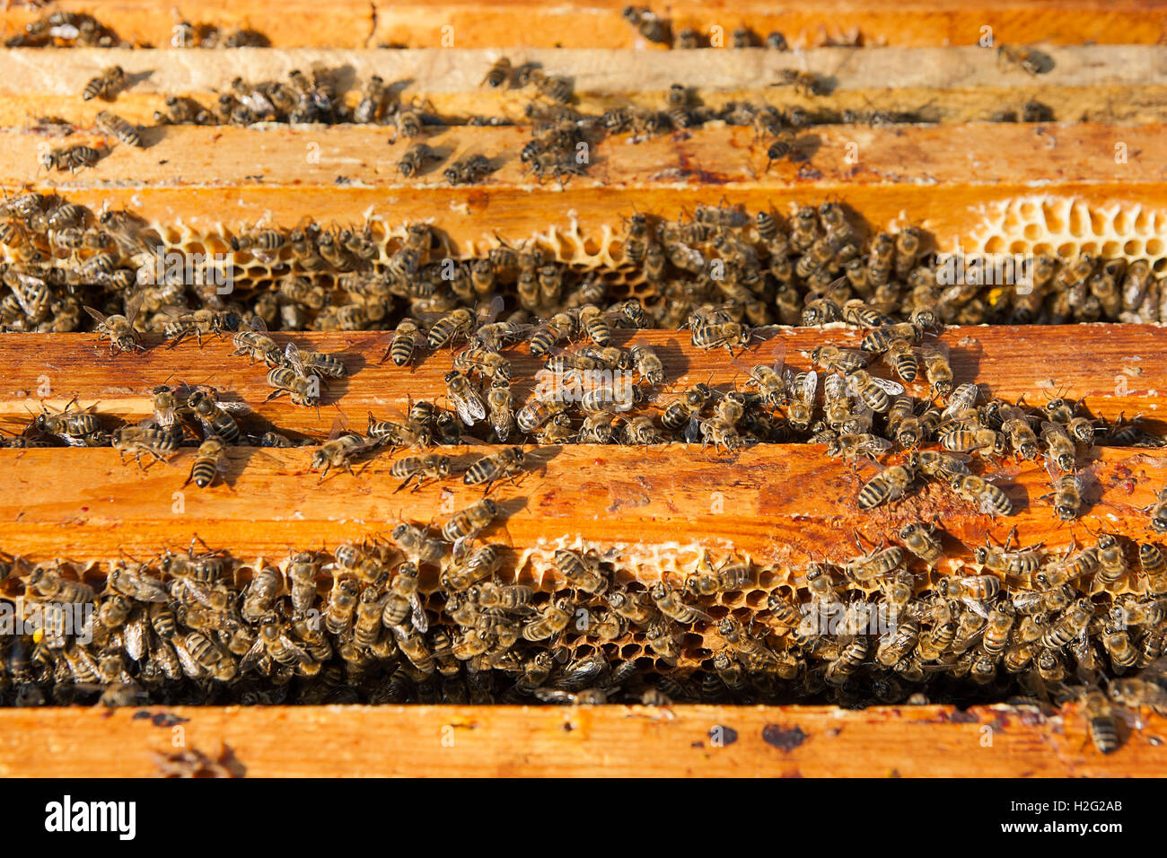 Close up view of the opened hive body showing the frames populated by ...