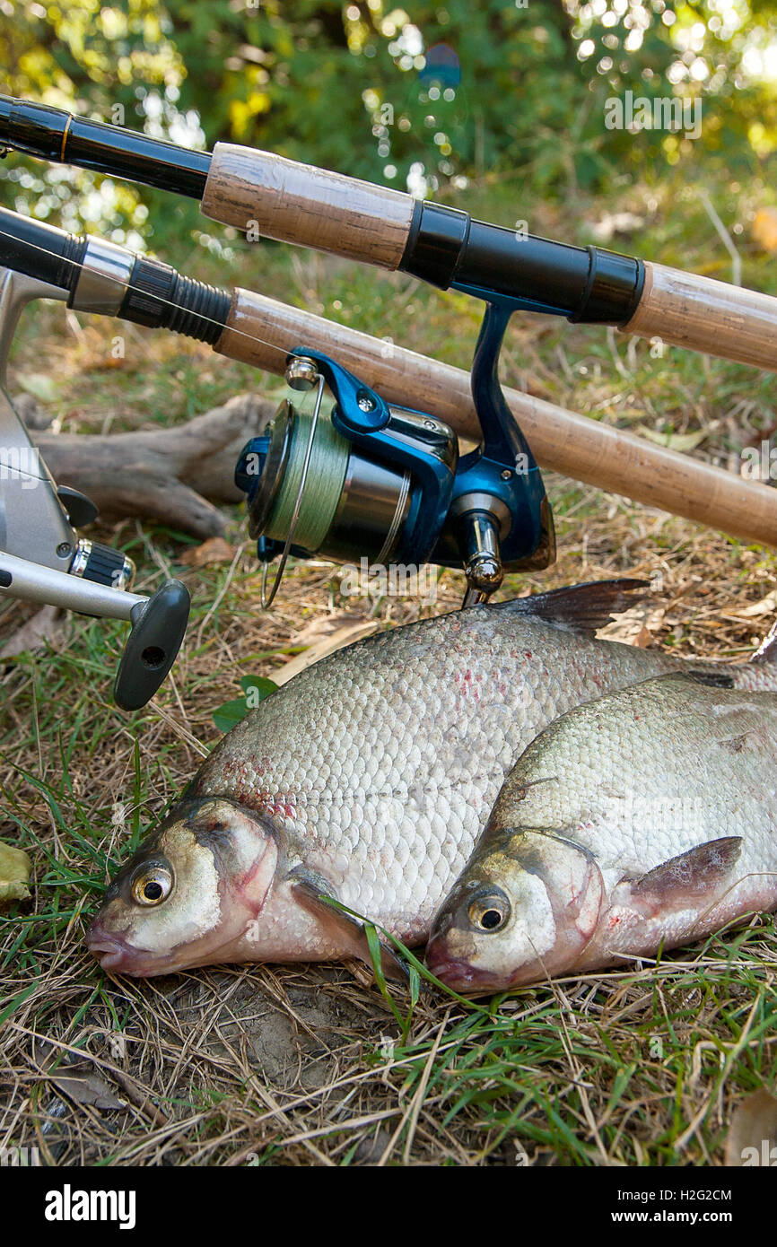 Catching freshwater fish and fishing rods with reels on green grass ...