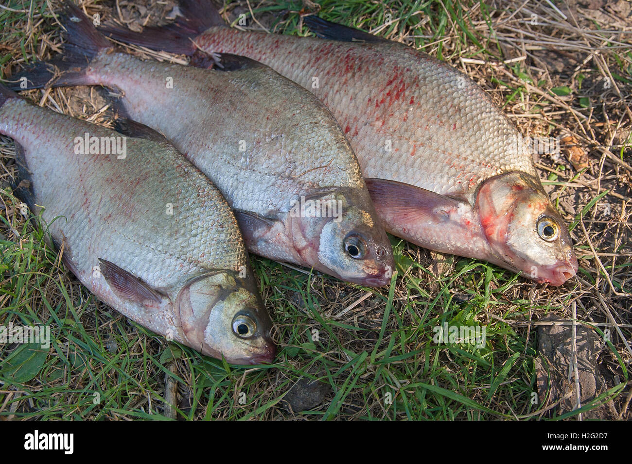 Freshwater fish just taken from the water. Several bream fish on green ...