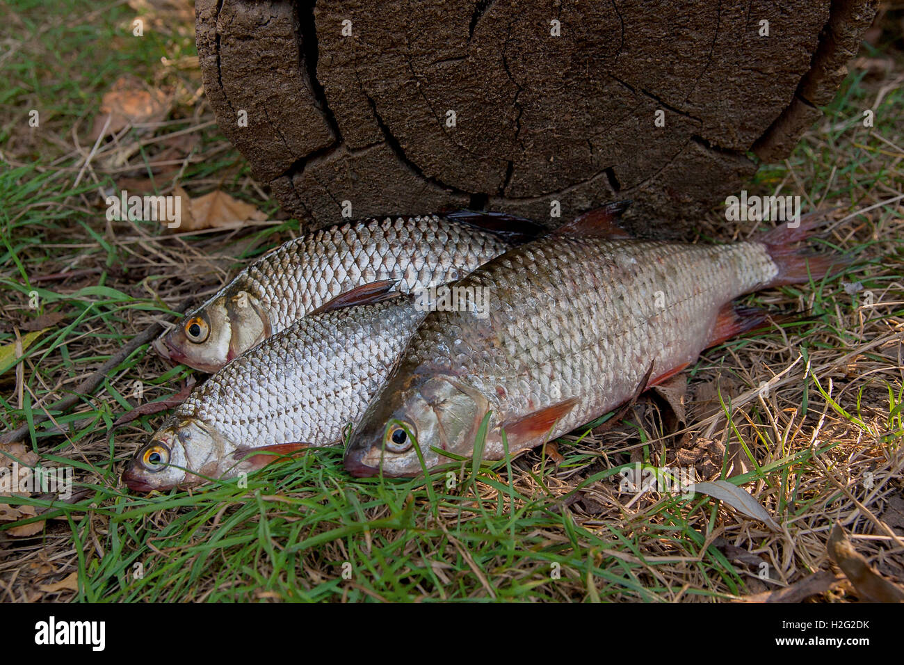 Freshwater fish just taken from the water. Three roach fish on green ...