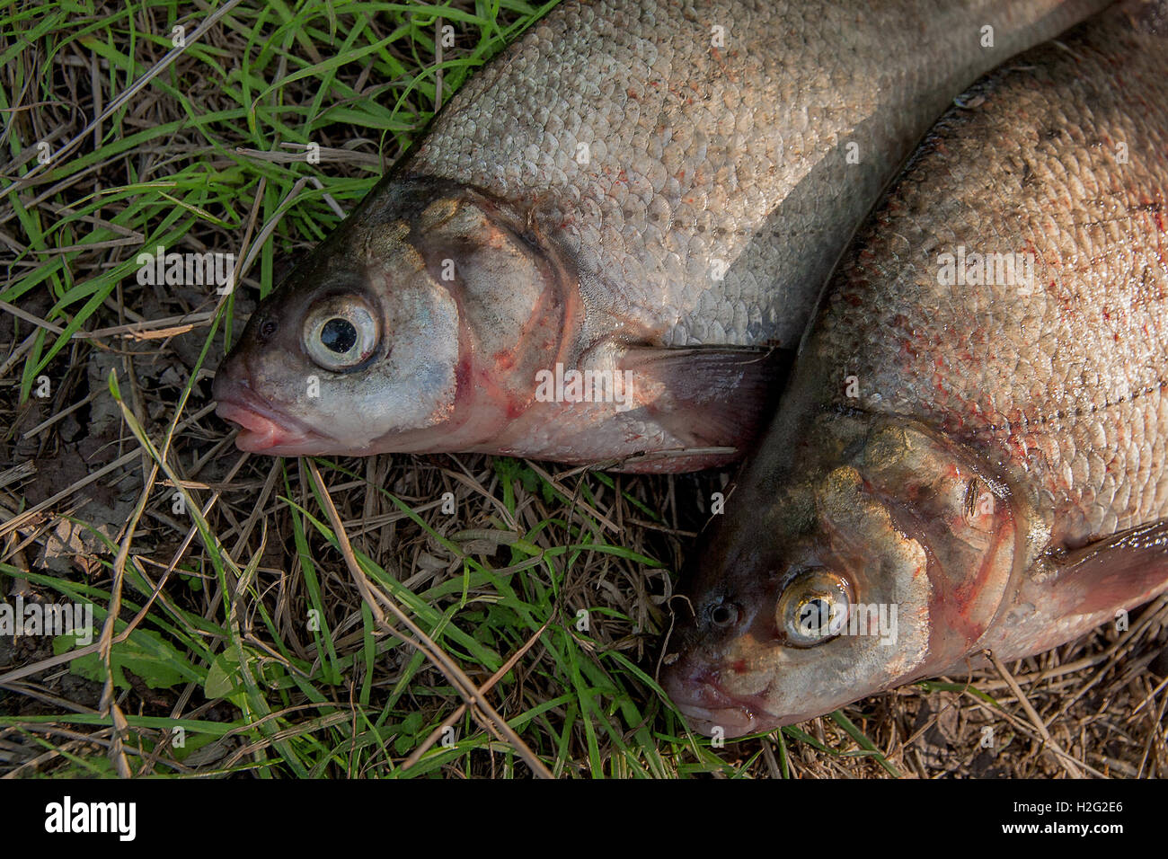 Freshwater fish just taken from the water. Close up view of two bream ...
