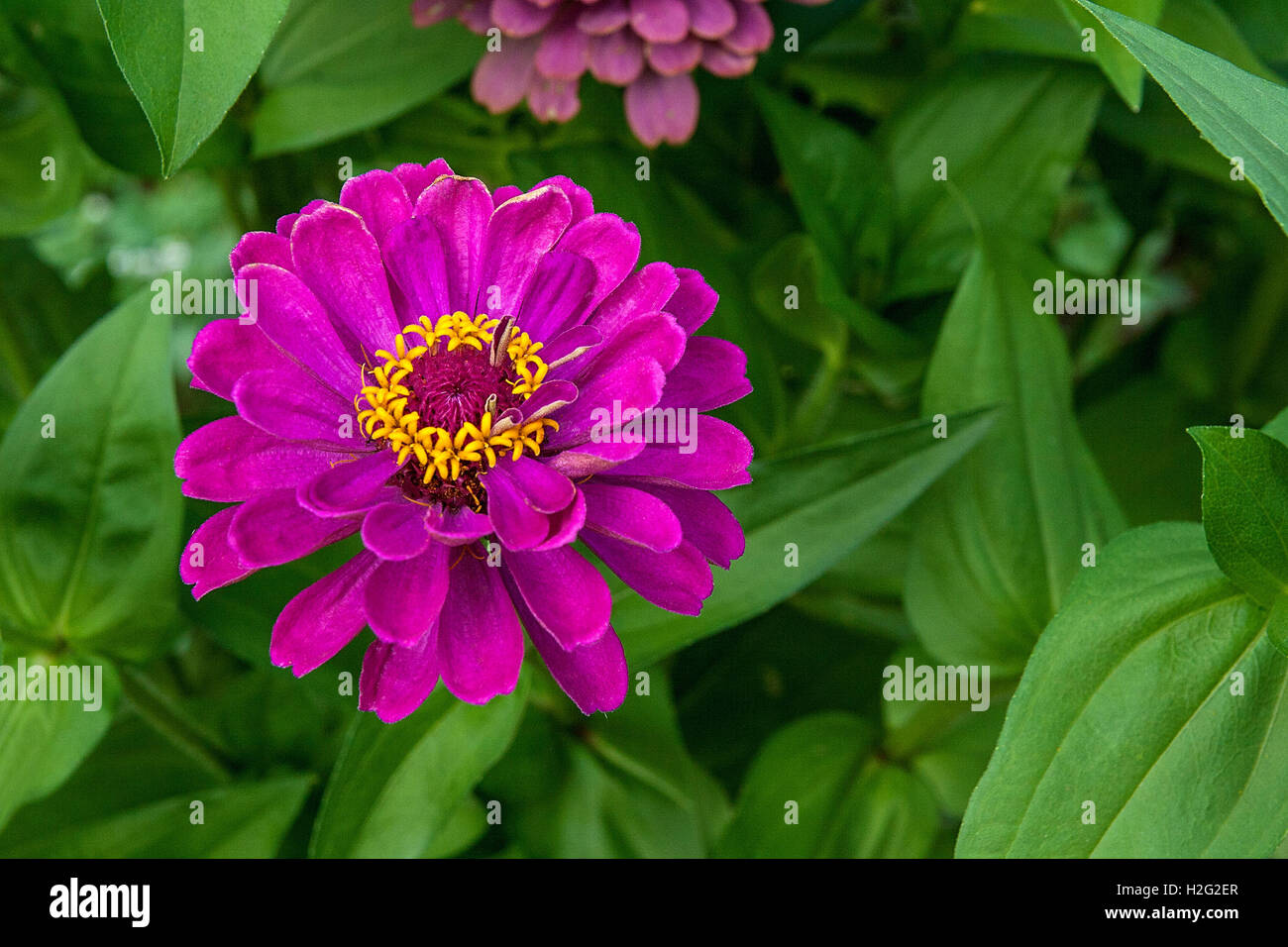Beautiful zinnia flowers on green leaf background. Close up view of ...