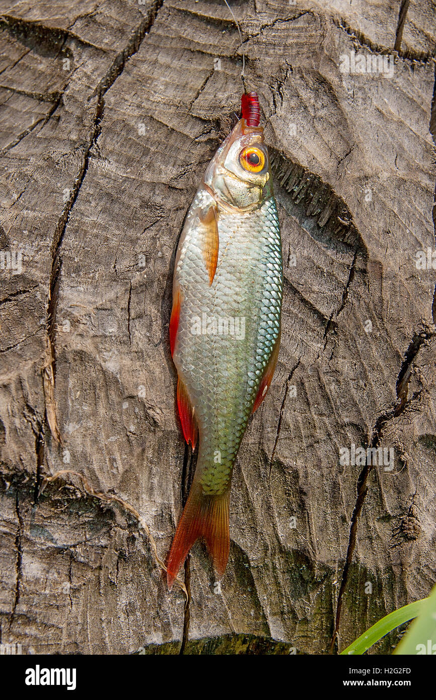 Freshwater fish just taken from the water. Single common rudd fish on ...