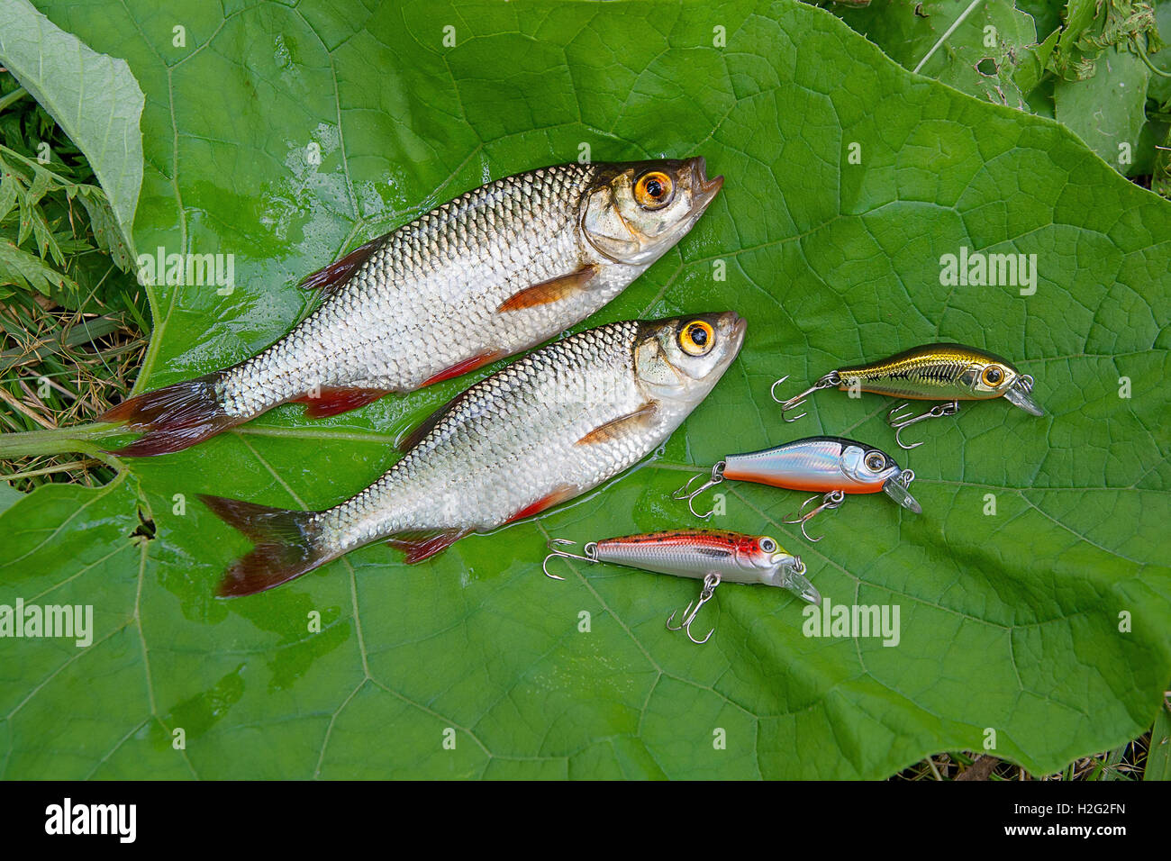 Freshwater fish just taken from the water. Common rudd fish and several ...