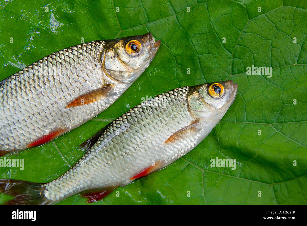 Freshwater fish just taken from the water. Close up view of two common ...