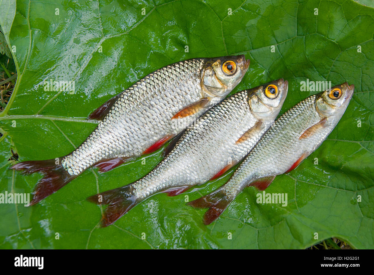 Freshwater fish just taken from the water. Three common rudd fish on ...