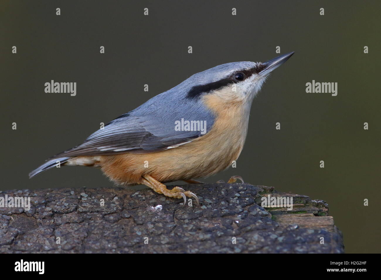 Nuthatch claws hi-res stock photography and images - Alamy
