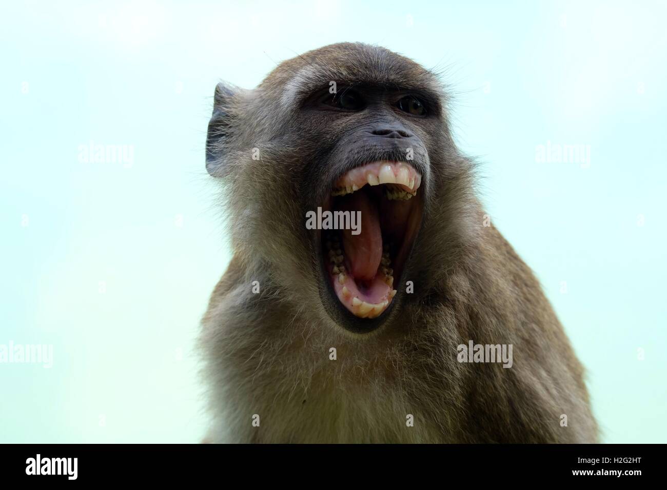 Monkey in temple near Hpa-An - Burma Stock Photo - Alamy