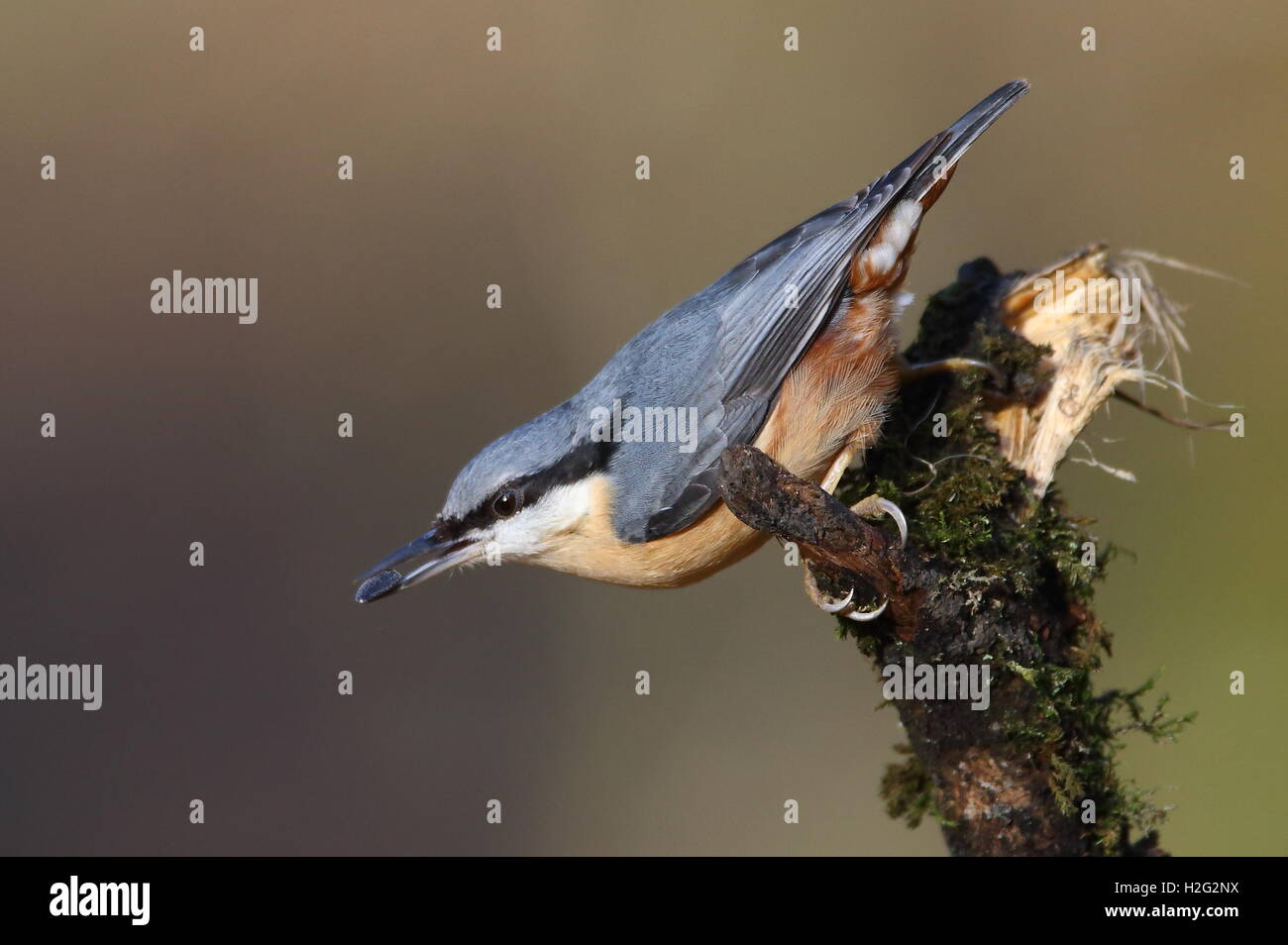 Nuthatch claws hi-res stock photography and images - Alamy