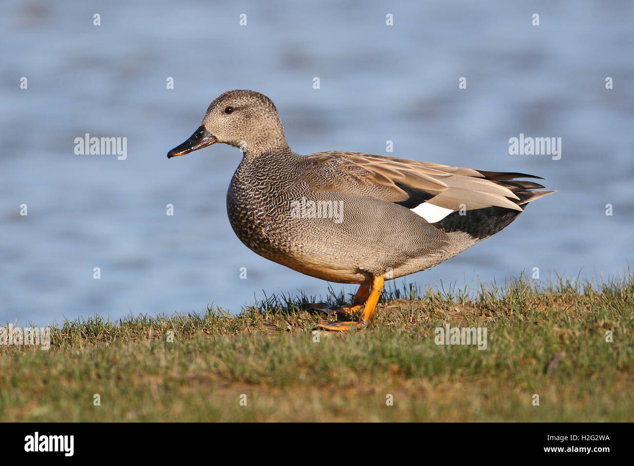 Gadwall hi-res stock photography and images - Alamy