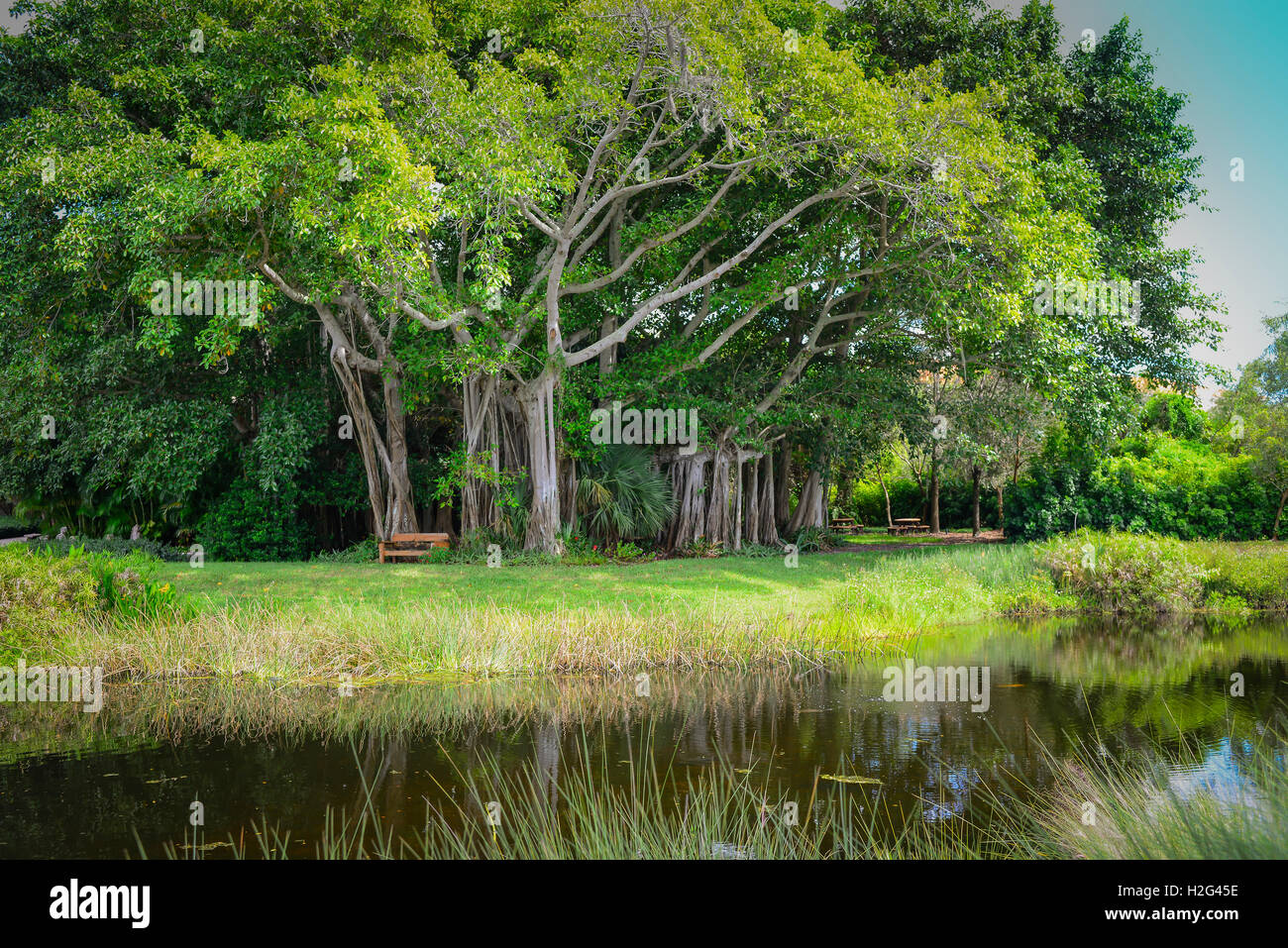 A grove of Banyan trees surrounds a scenic pond with bench for relaxing ...