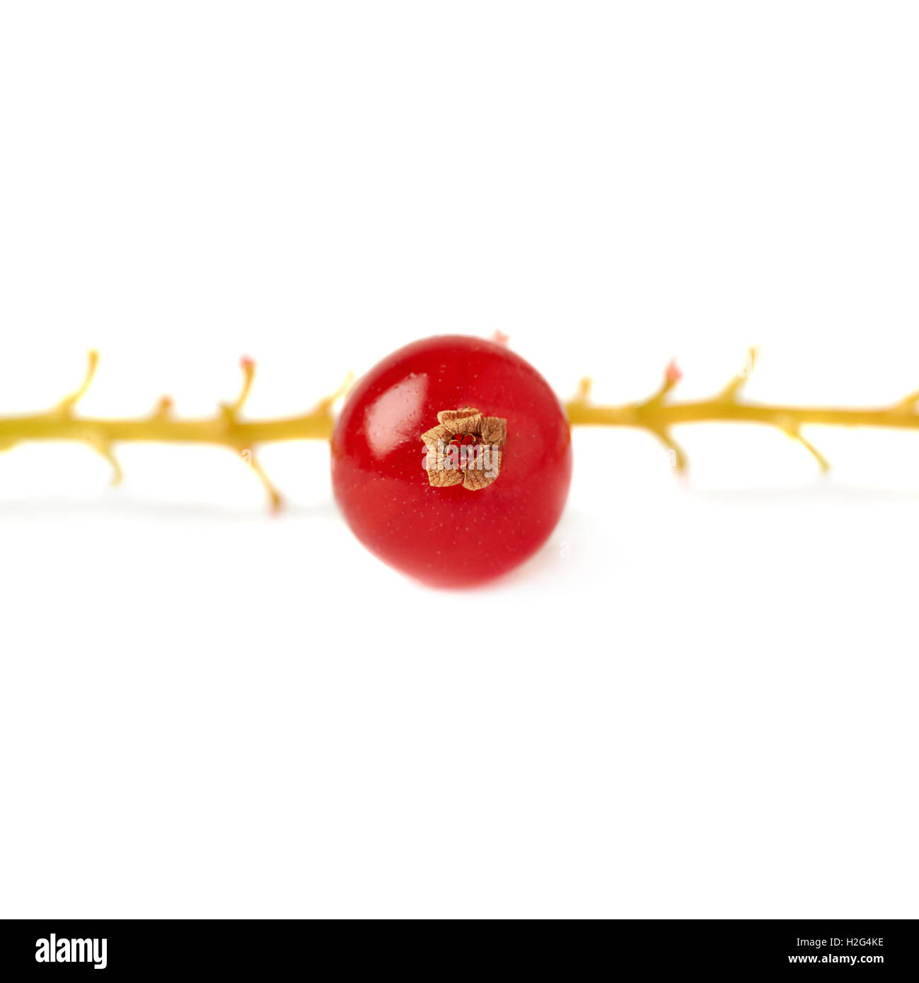 Single berry of Red Currant on branch isolated over white background ...