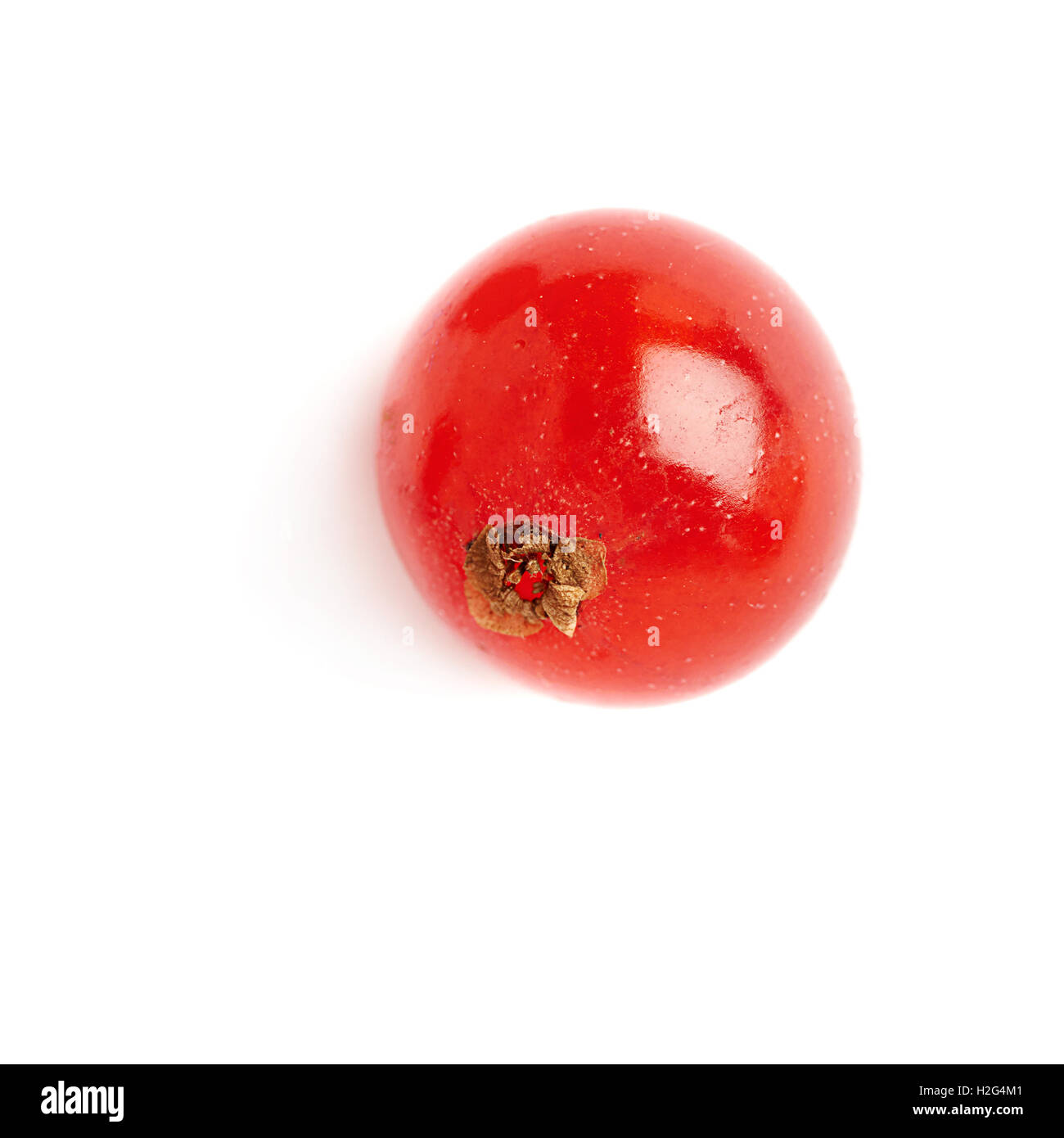 Single Red Currant isolated over white background Stock Photo - Alamy