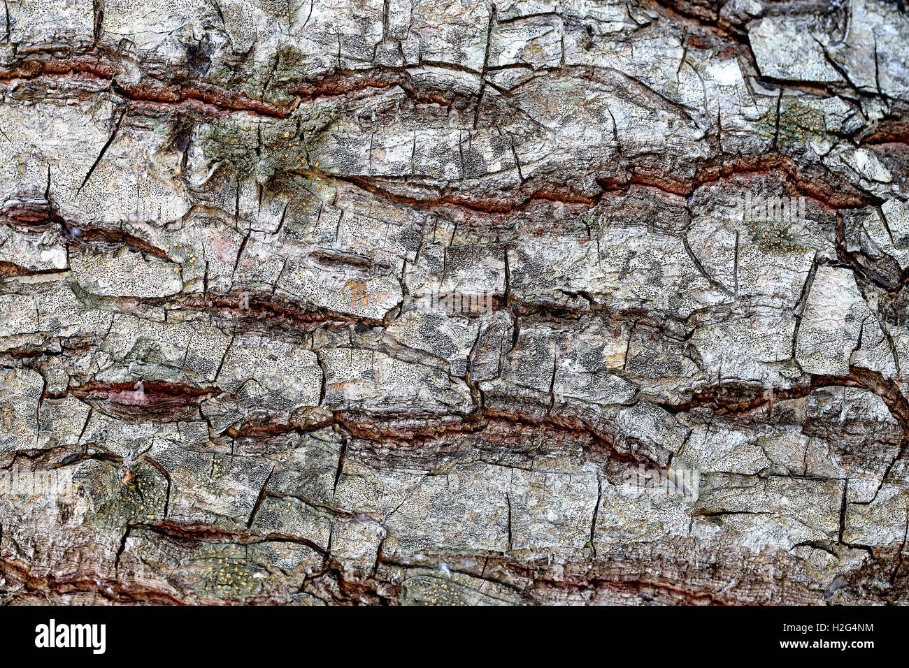 Beautiful textures tree bark photographed in close-up Stock Photo - Alamy