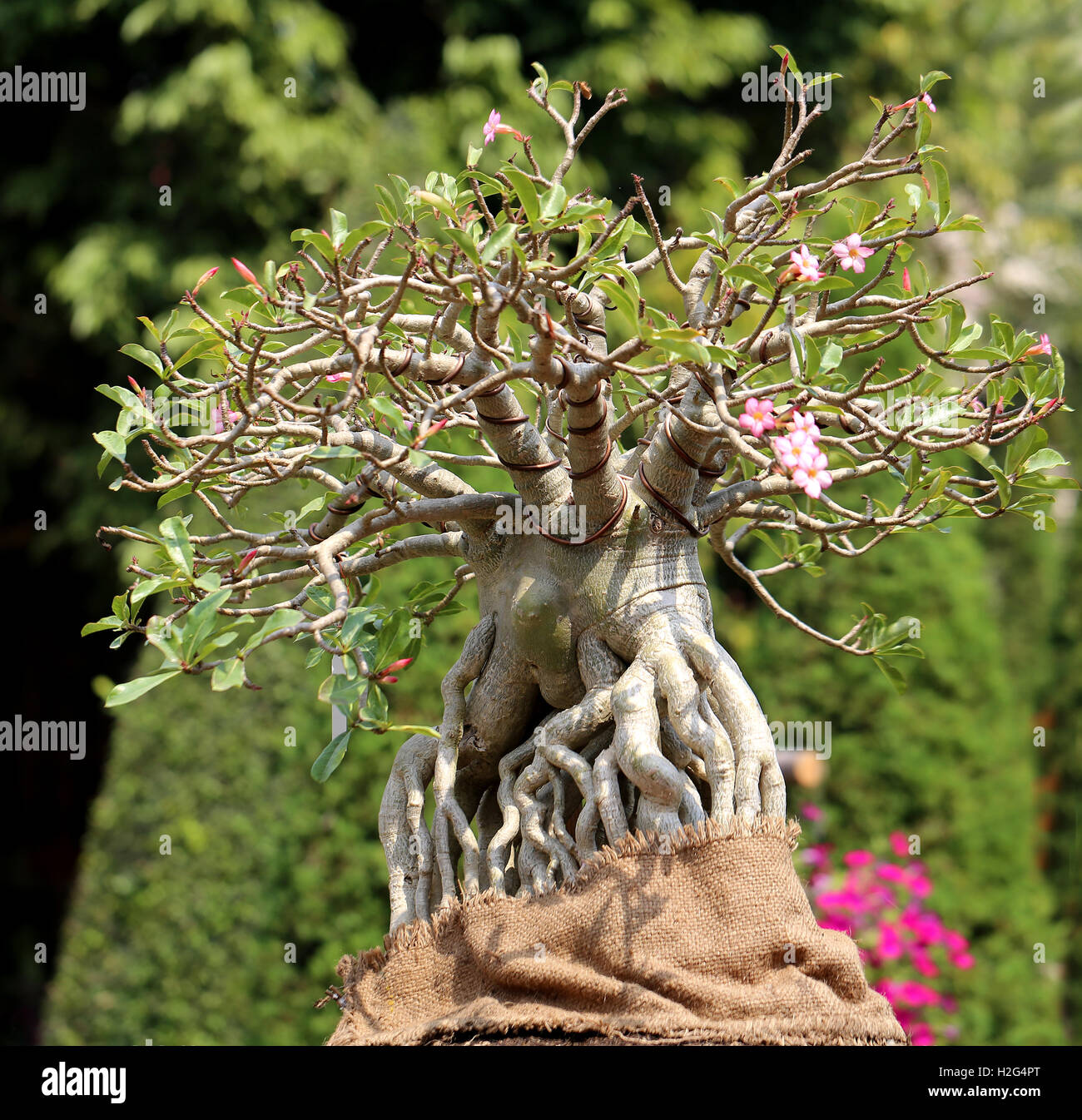 Beautiful bonsai tree photographed in close up Stock Photo - Alamy