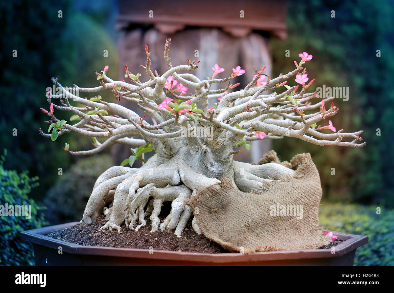 Beautiful bonsai tree photographed in close up Stock Photo - Alamy