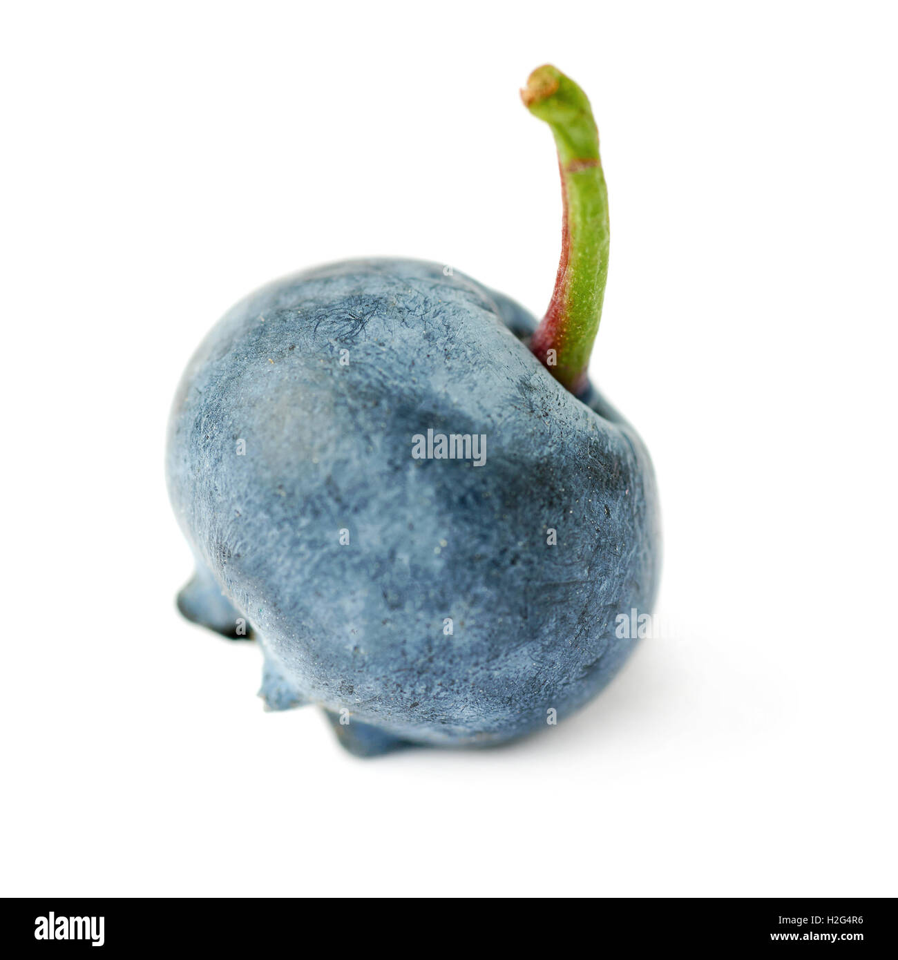 Single berry of Bilberry or blueberry over isolated white background ...