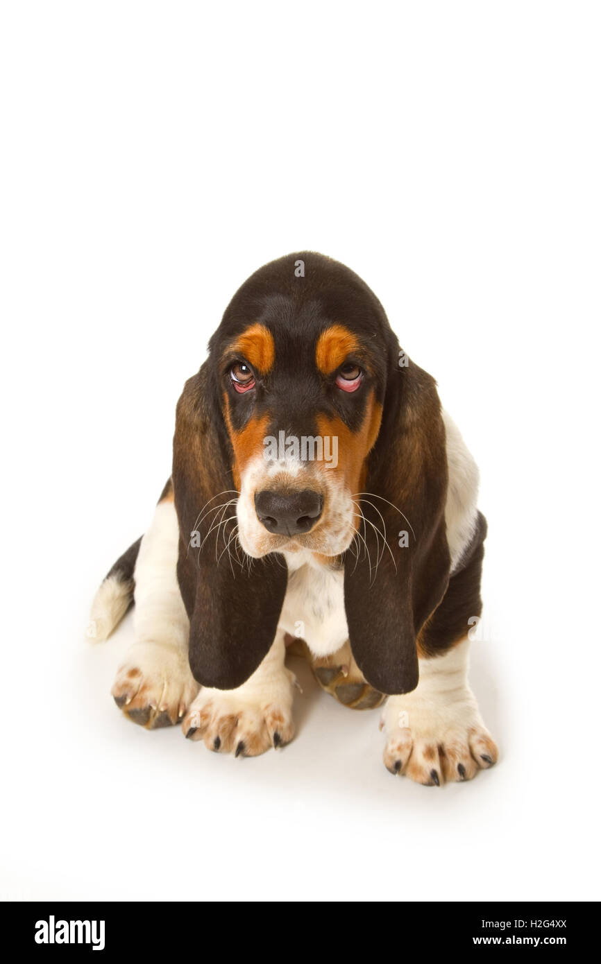Cute basset puppy on white background - studio shot Stock Photo - Alamy