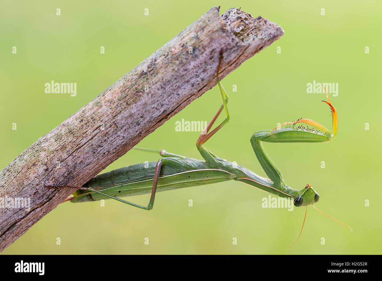 Praying animals hi-res stock photography and images - Alamy