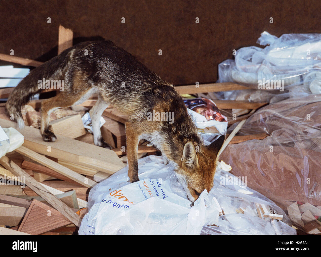 Plastic pollution uk animals hi-res stock photography and images - Alamy